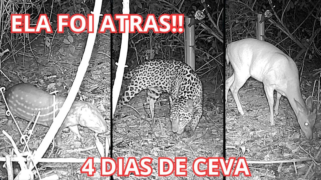 4 DIAS DE CEVA DE PACA TEVE ONÇA MATEIRO PACA - YouTube