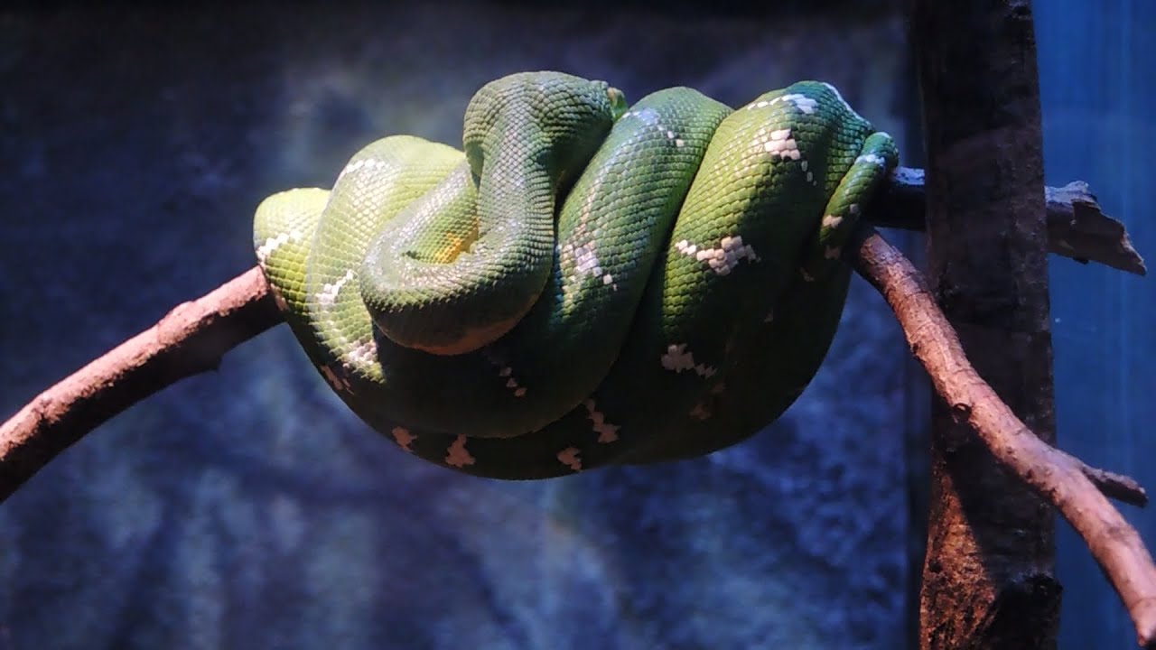 Daily Life of Zoo Animals - YouTube