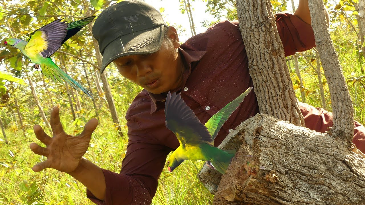 How to find and catch a wild parrot of a man - YouTube