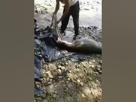 Python eats Pig - YouTube