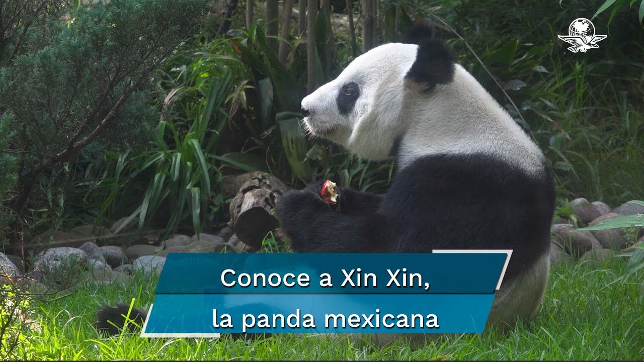 Xin Xin, la última panda gigante latina - YouTube