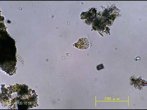 ストロビリディウム繊毛運動と捕食(1)Strobilidium hunting technique - YouTube