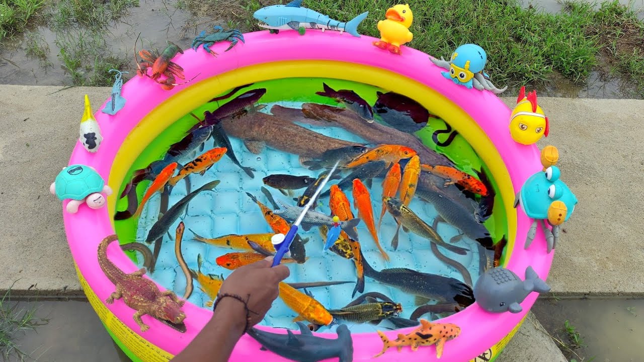 Mancing ikan koi, ikan hias, kura kura, itik, ayam lucu, buaya ...