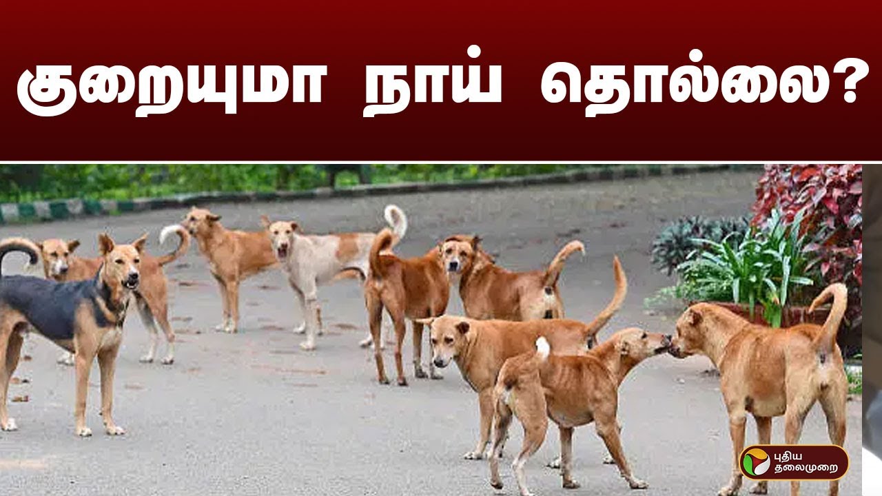குறையுமா நாய் தொல்லை? | Street Dogs - YouTube