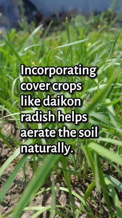 Mastering Clay Soil: Tips for Better Drainage and Plant Growth - YouTube