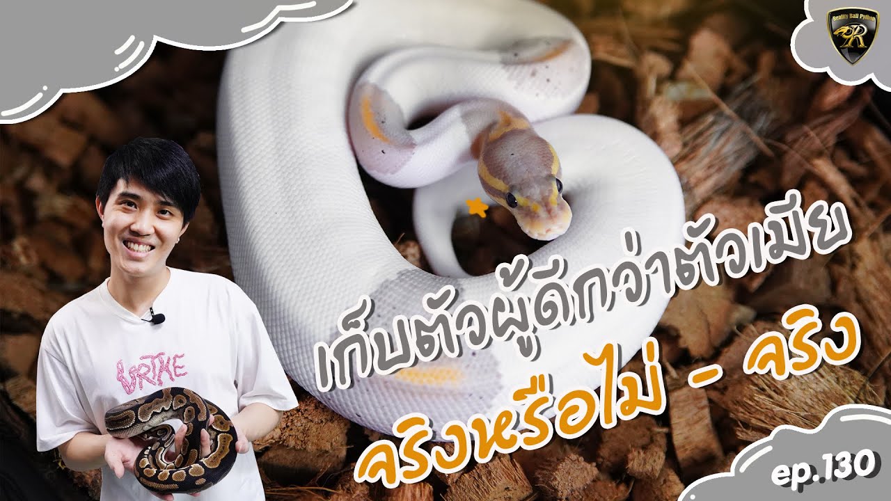 เก็บงูบอลตัวผู้ดีกว่าตัวเมียจริงหรือไม่ 【 EP.130 | 4K 】#realityballpython - YouTube