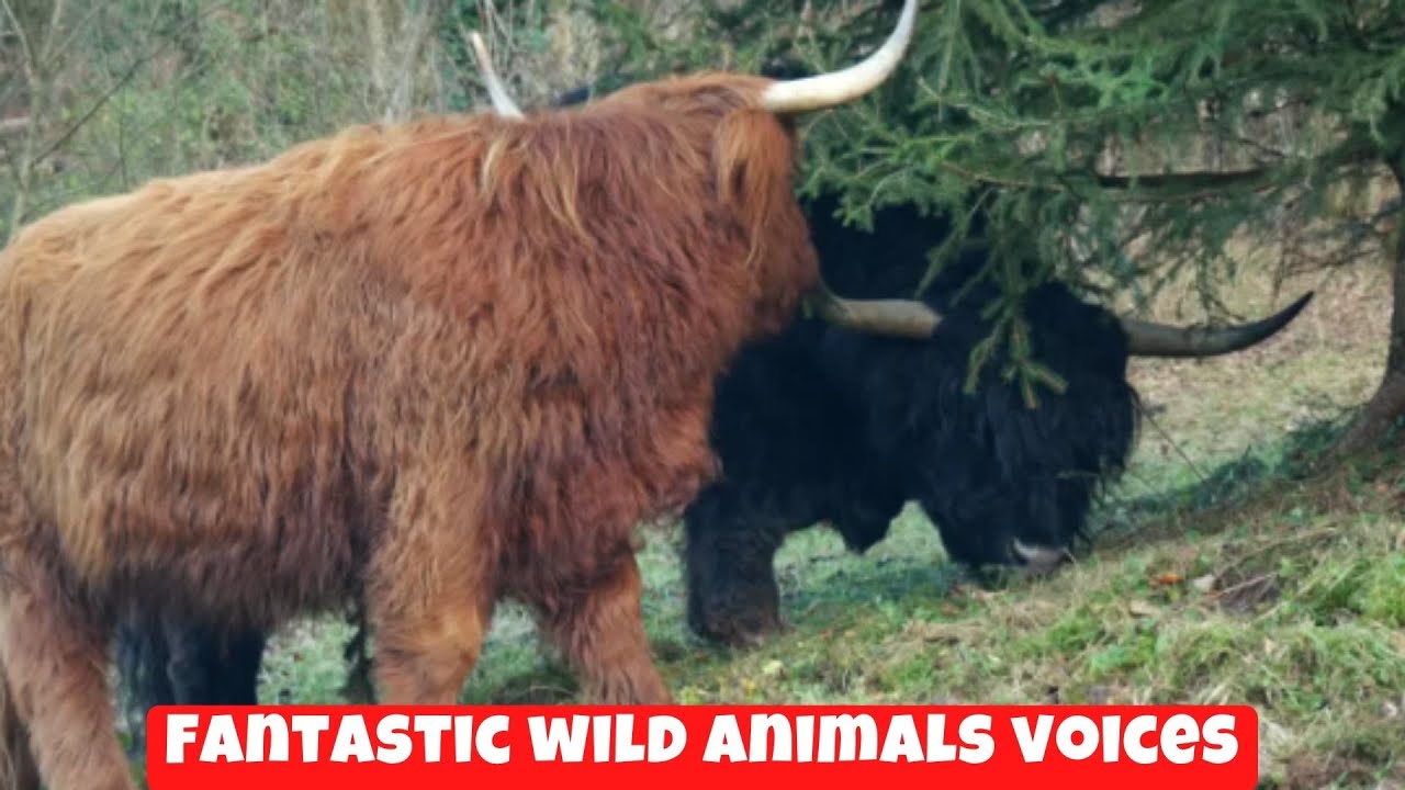 Voices of beautiful animals: highland, cow, dog barking, birdsong ...