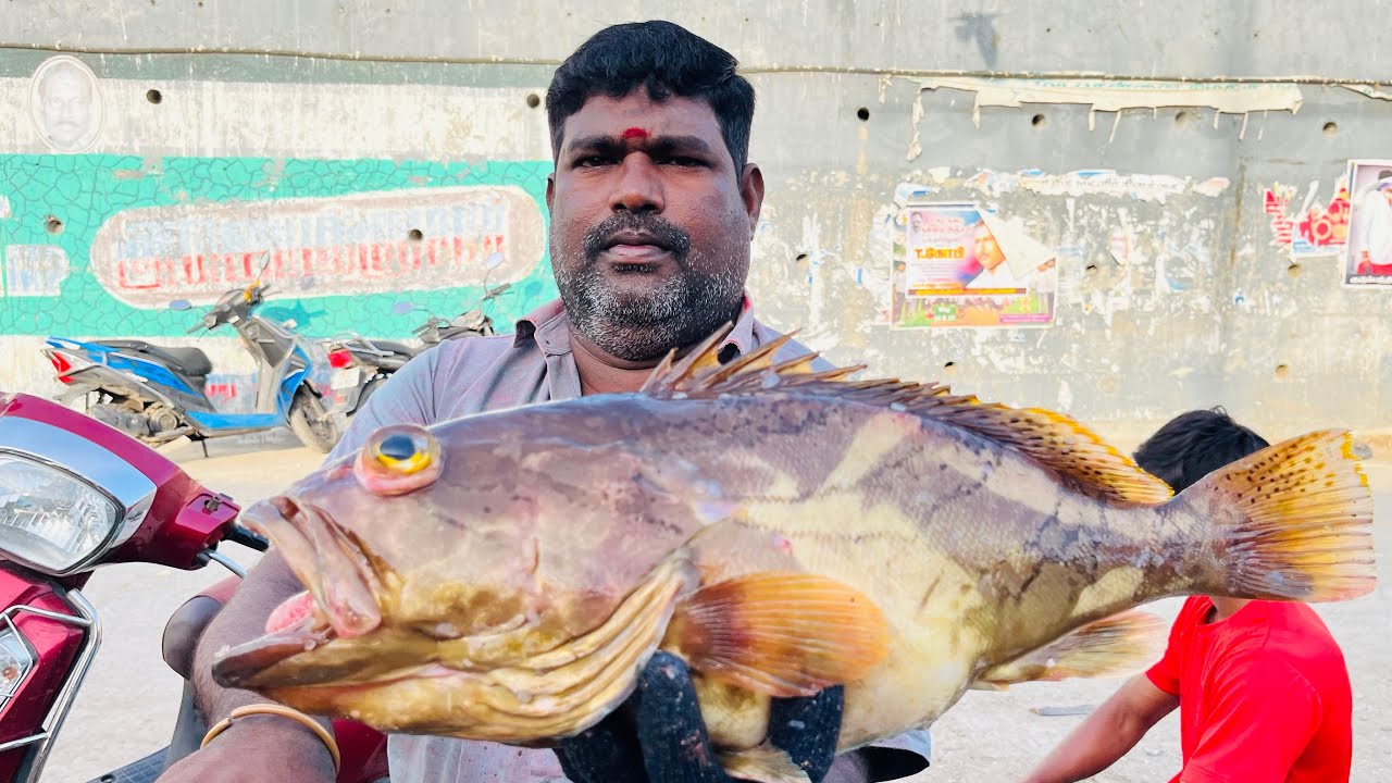 KASIMEDU FISH CUTTING 🔥MINNAL RAJA {5 KG KALAVA FISH CUTTING}🔥KF FISH ...