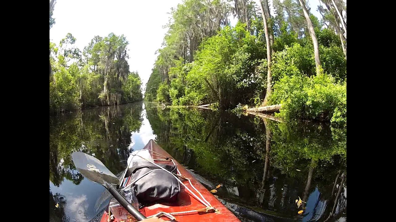 kayak to alligator - YouTube