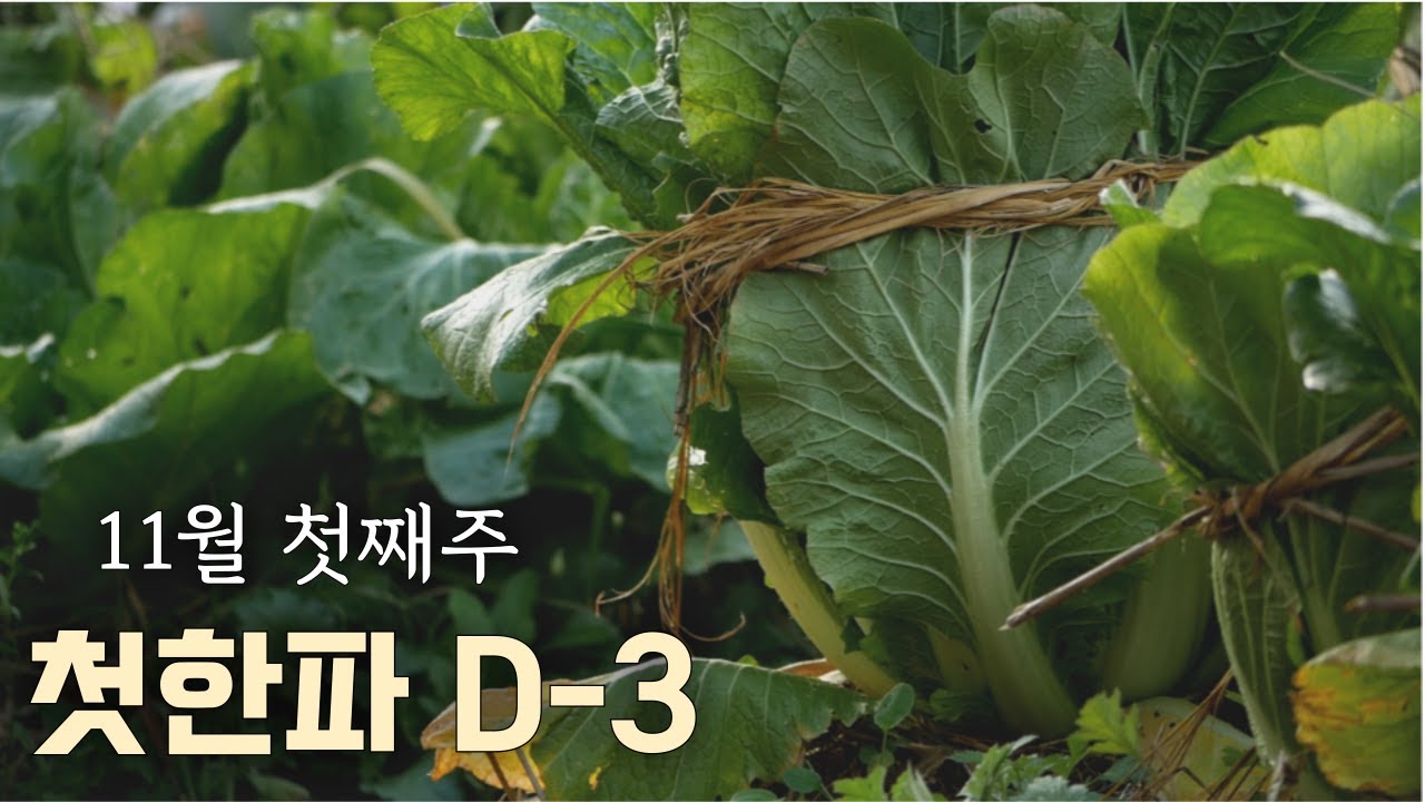 기온 뚝↓ 겨울준비 시작 토종밀 파종검은콩 수확하기 바질가지 마지막 수확하기 가을무생채가을 샐러드 도시락