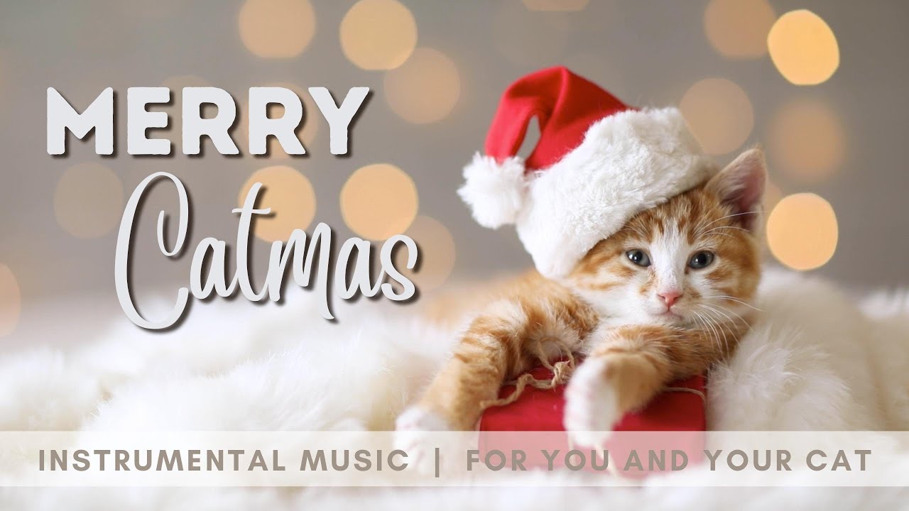 A Merry Cat's Christmas | Instrumental Music for You and Your Cat 🐈 🎄 ...