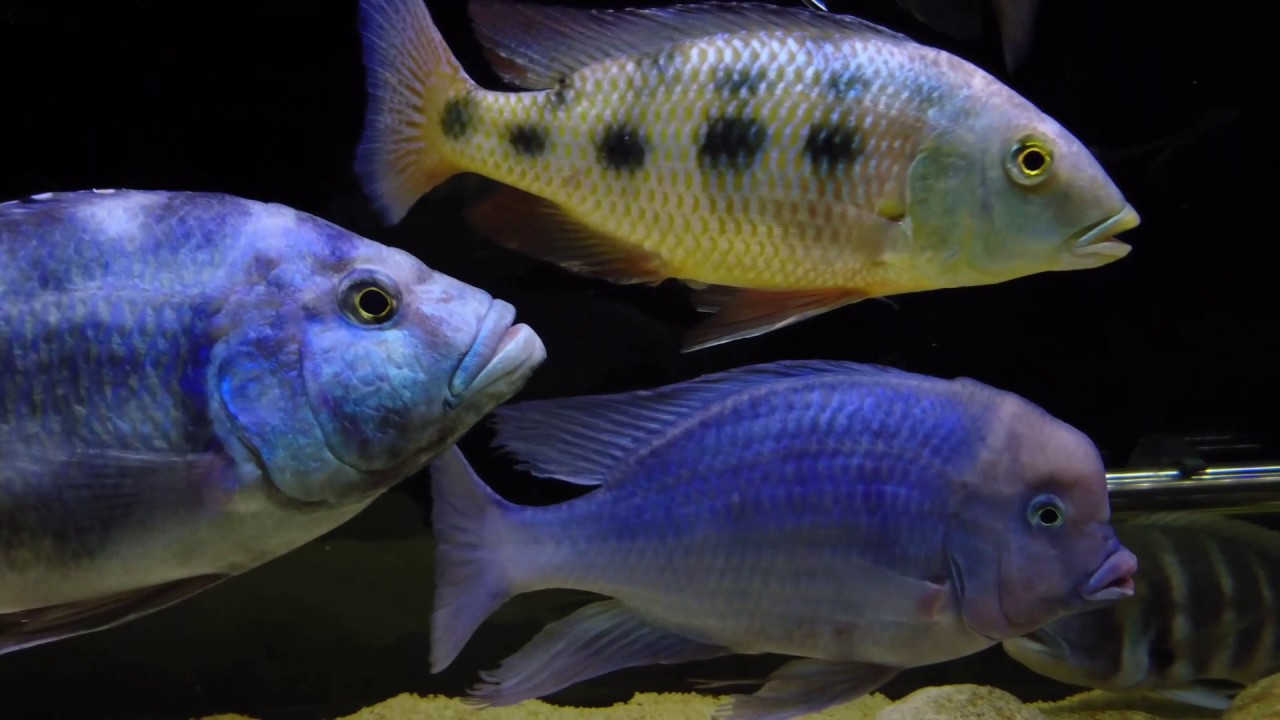 African Cichlid update: Fossorochromis Rostratus - YouTube
