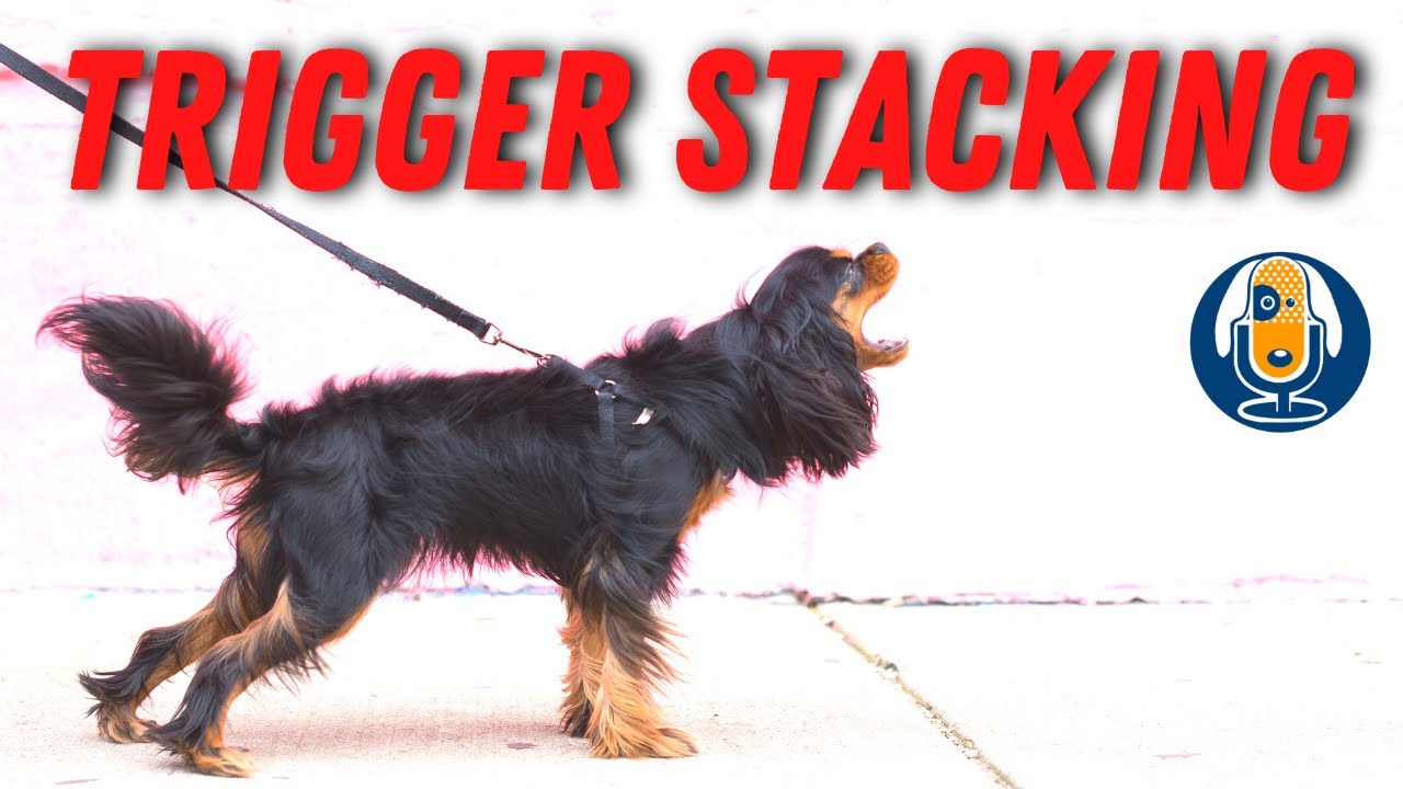Stressed Dog? How Trigger Stacking Might Be Putting Your Dog Over ...