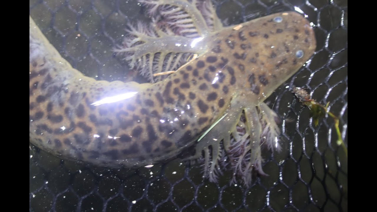 Herping the Gulf Coast!! | Reticulated Siren, Giant Canebrake and more ...