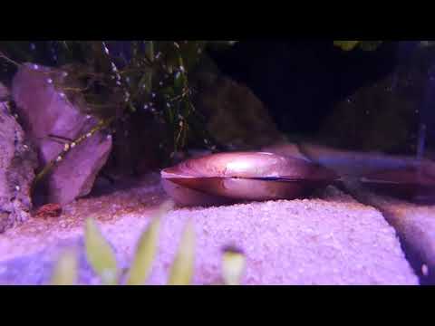 Pilsbryoconcha exilis - YouTube