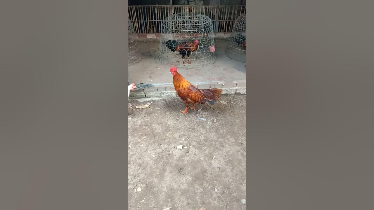 Hàng đau nhẹ a e 3kg2 - YouTube