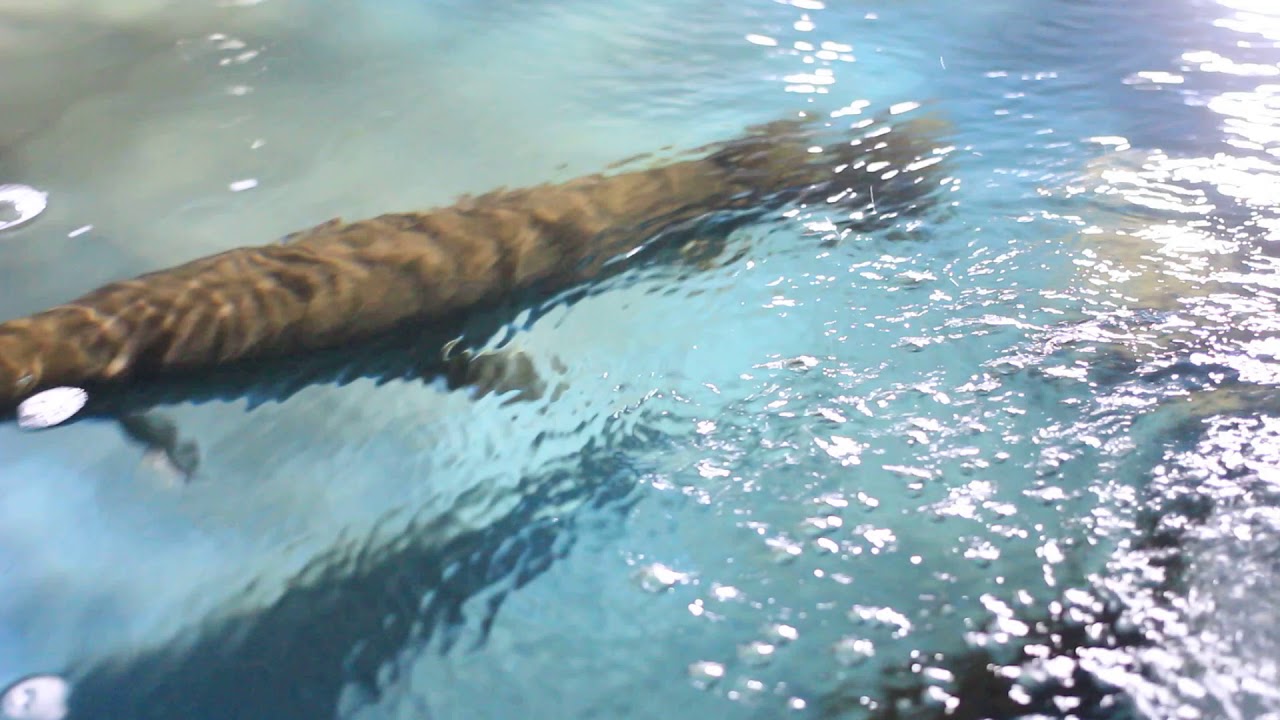 Tropical gar & Cuban gar breeding group - YouTube
