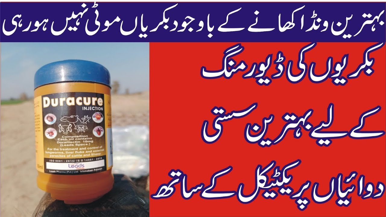 Complete Information and Procedure with Practical of Goat Deworming/How ...