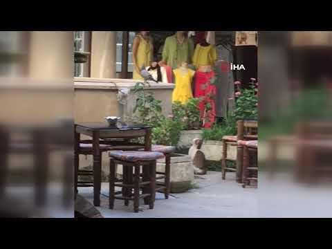Kuşu Yakalamaya Çalışan Kedi Havuza Böyle Düştü