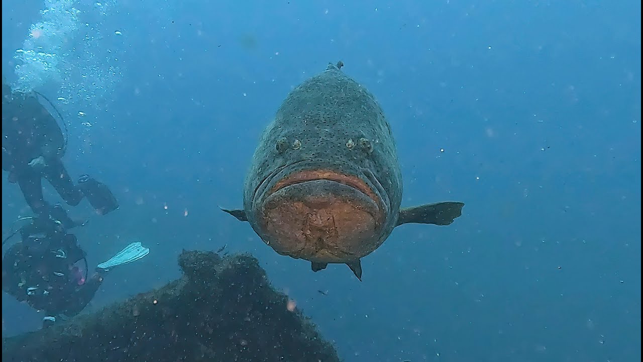 Jupiter Wreck Trek and Juno Ledge - YouTube