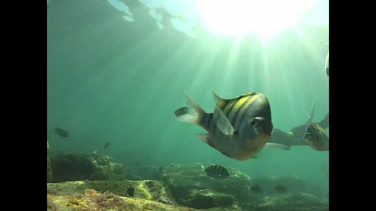 Mexico - reef fish - YouTube