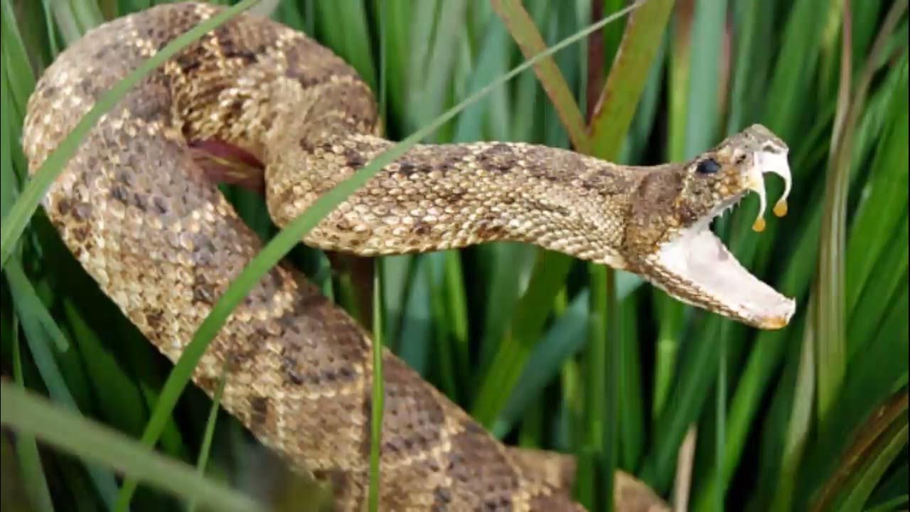 Snakes Uncovered: 10 Astonishing Facts You Never Knew - YouTube
