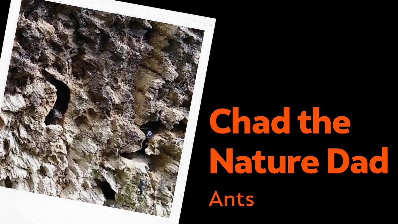 Chad the Nature Dad: Ants - YouTube