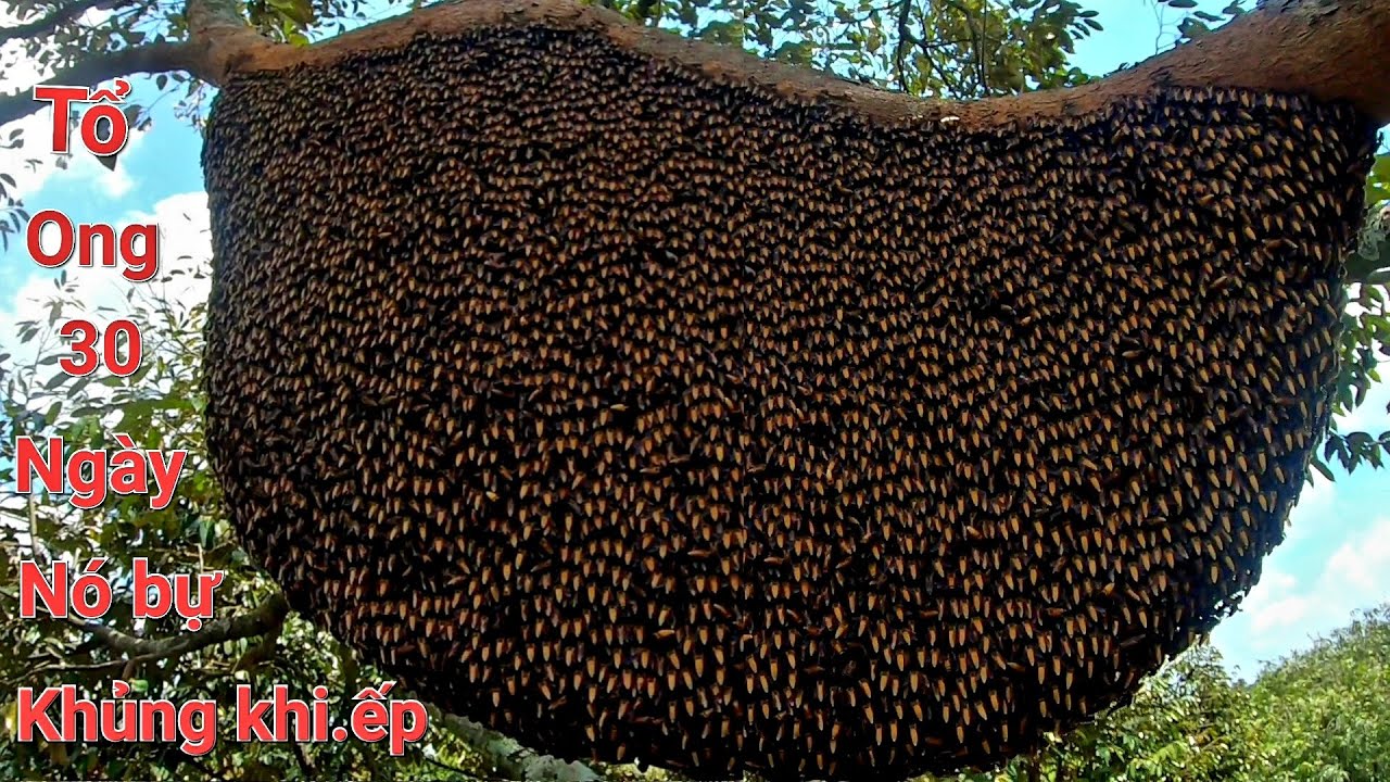 Từ nào giờ bắt ong mới gặp tổ ong kì lạ vô mật khủng như vậy tổ ong chỉ ...
