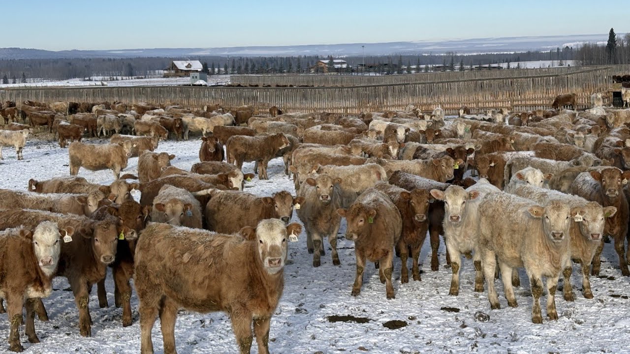 Cunningham Cattle Co. - 885# February Delivery Charolais X Heifers ...