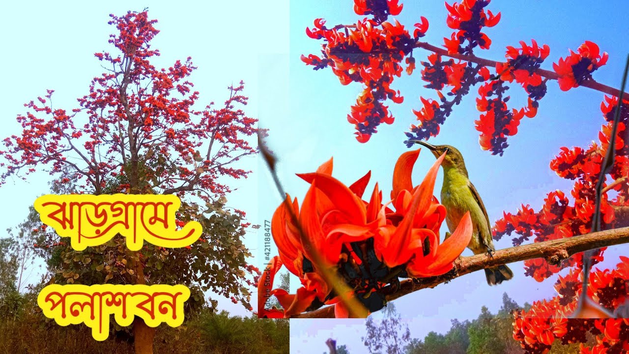 Palash Ful in Jhargram. ঝাড়গ্রামে পলাশ বন . - YouTube