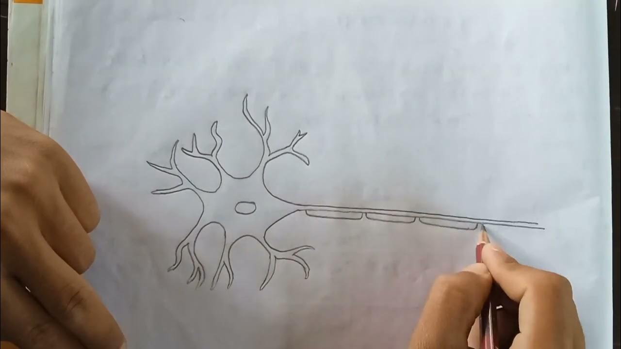 How to Draw structure of neuron step by step/Biology Diagram class 10/Drawing lover dino - YouTube