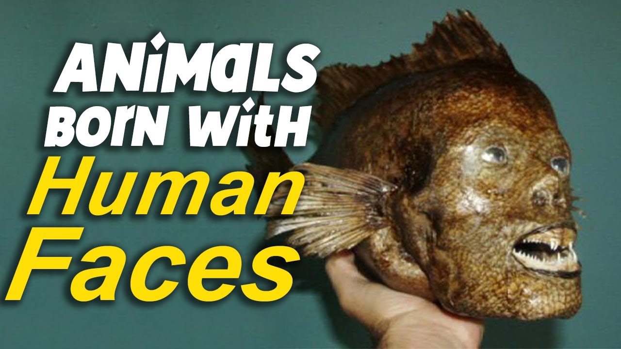 Top 20 Most Unbelievable Animal Mutations That Will Shock You! - YouTube