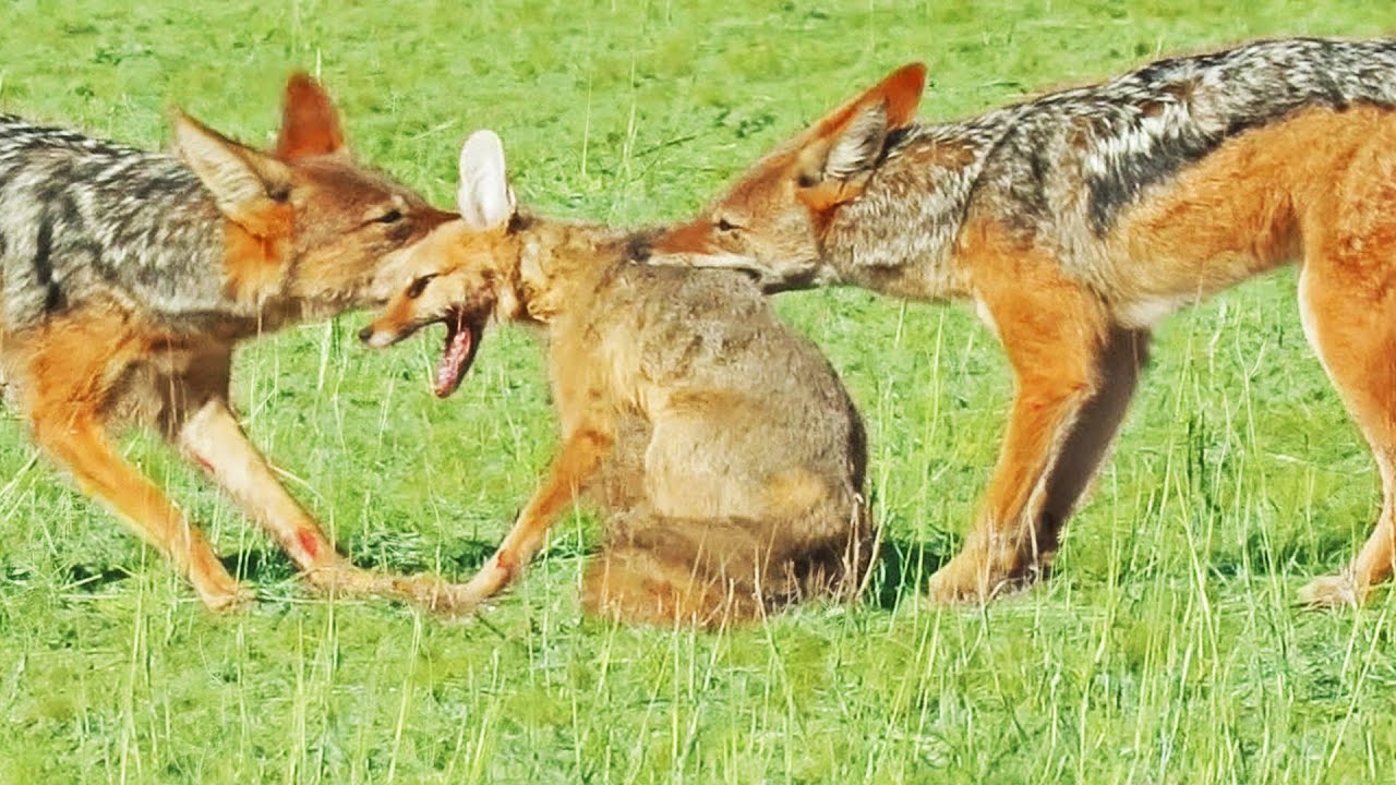 Jackals Rip Fox Apart While it Fights Back - YouTube