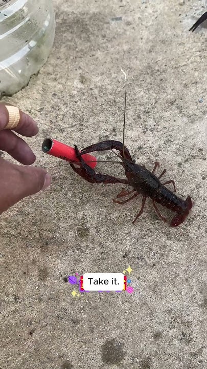 Rock-paper-scissors: I won, you lost, you light the firecracker. #funny ...