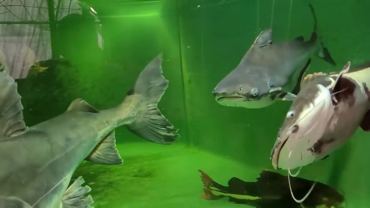 Complete stock Dec 17 2020: Josh of Ohio Fish Rescue visits his wacky ...