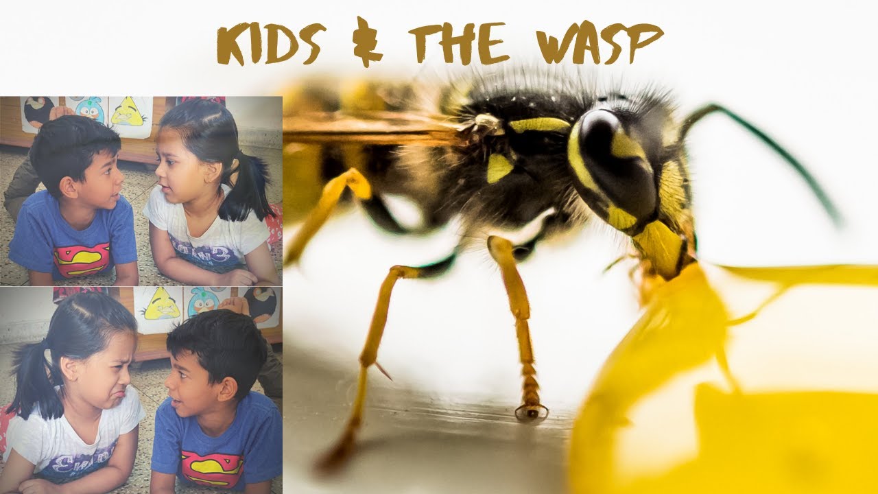 Kids and the Wasp - YouTube