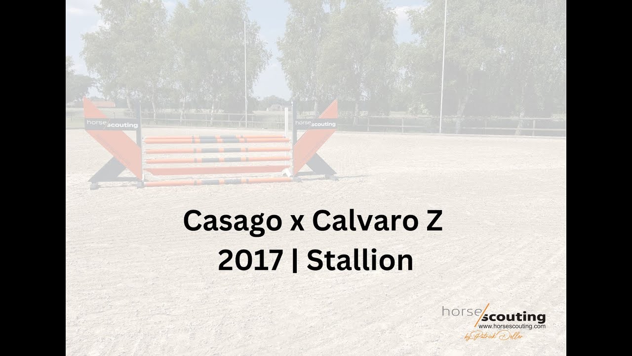 SOLD *2017 | HUNTER | Casago x Calvaro Z | Stallion - YouTube