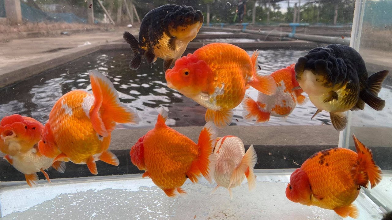 High quality Ranchu, Oranda, Ryukin Goldfish - YouTube