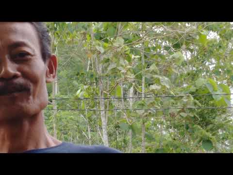 Sawangen VOC mama semok