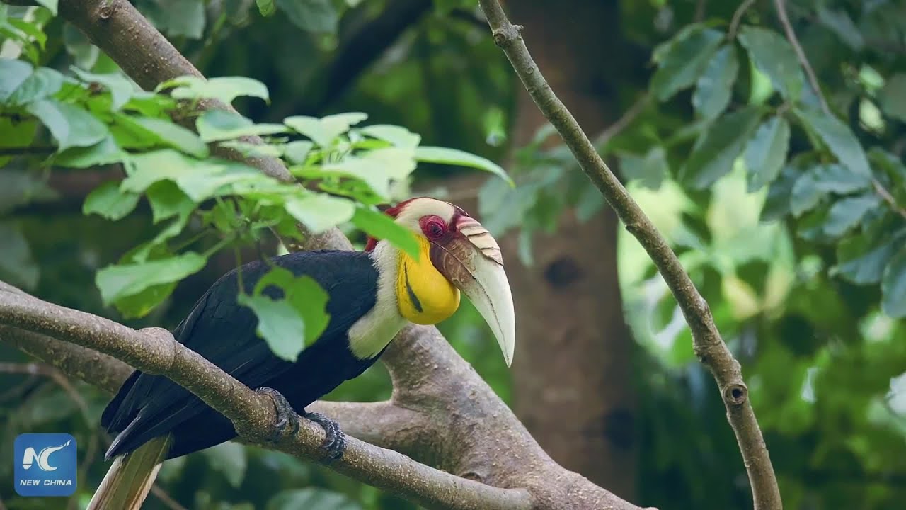 A glimpse into Yunnan's rare flora and fauna - YouTube