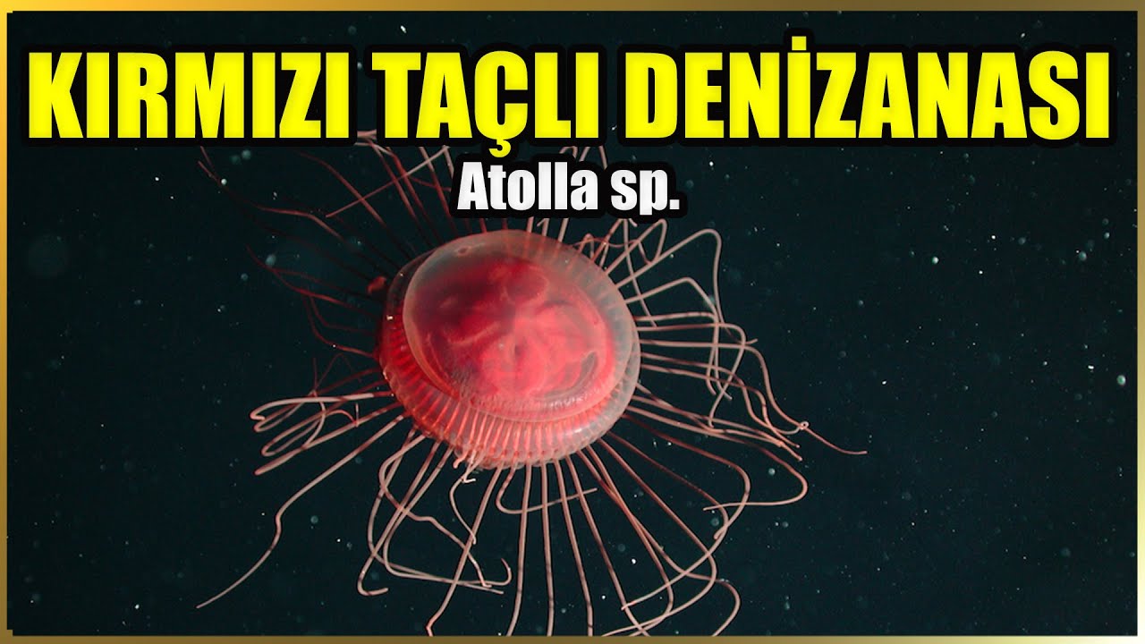 Derin Denizlerin Işık Gösterisi: Kırmızı Taçlı Derin Denizanası ...