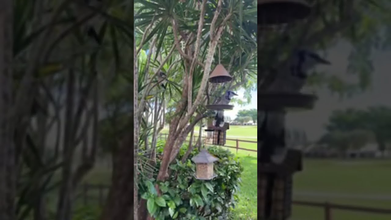 Florida Golf Course Birds is live! - YouTube