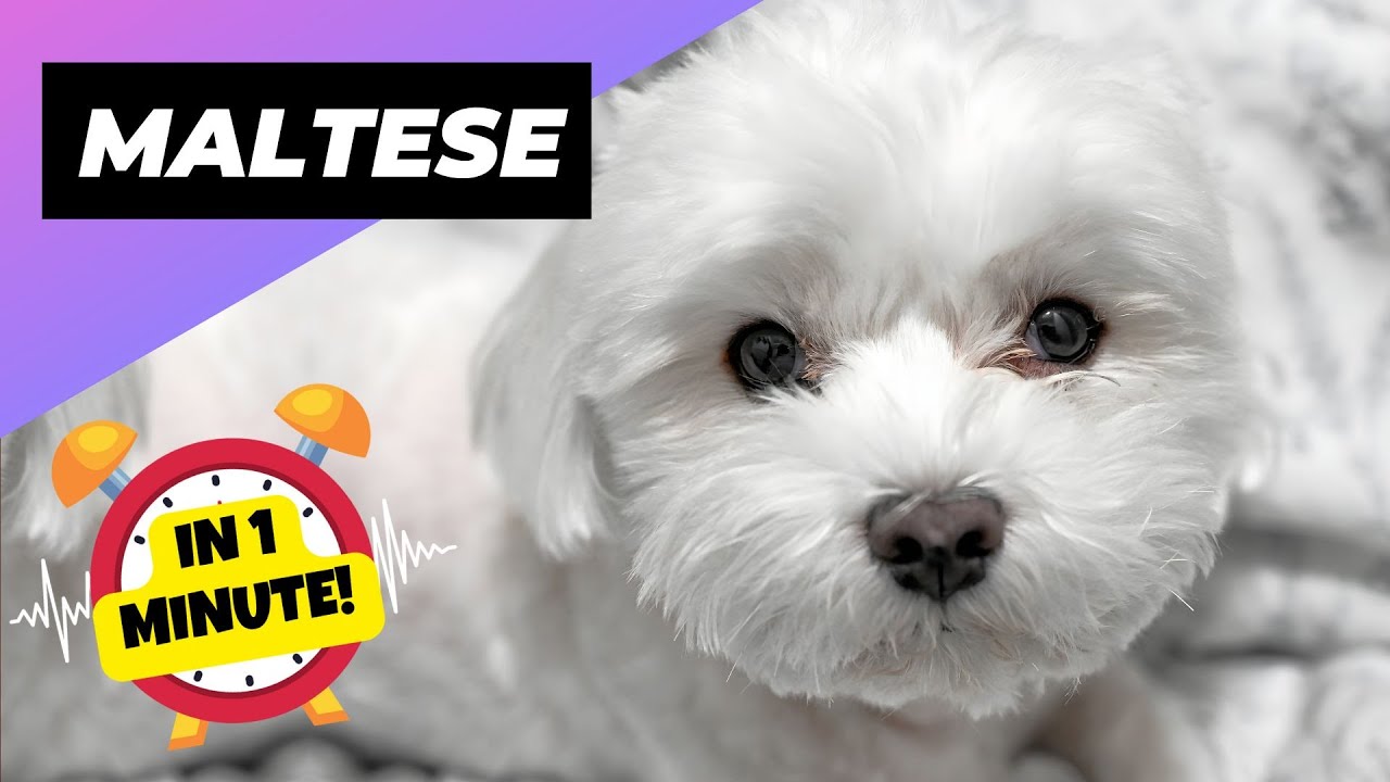 Maltese - In 1 Minute! 🐶 One Of The Smallest Dog Breeds In The World ...