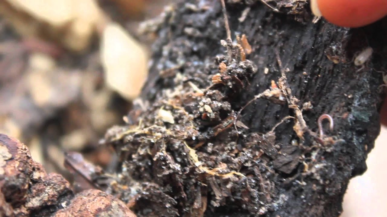 Parcoblatta lata hatch - YouTube
