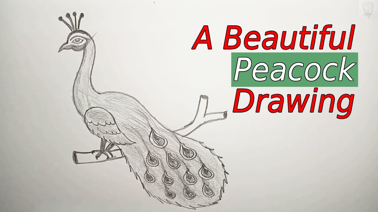 A beautiful peacock drawing | Very easy process to drawing | Pencil ...