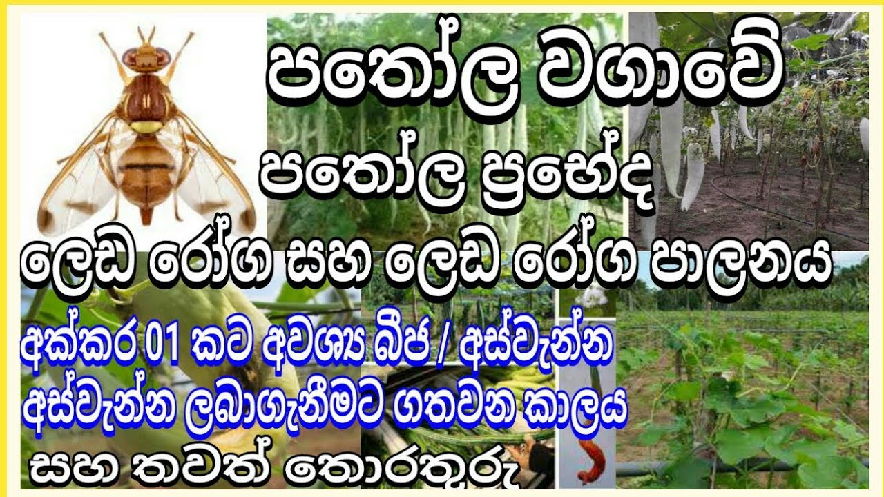 pathola wagawa,පතෝල වගාව - YouTube