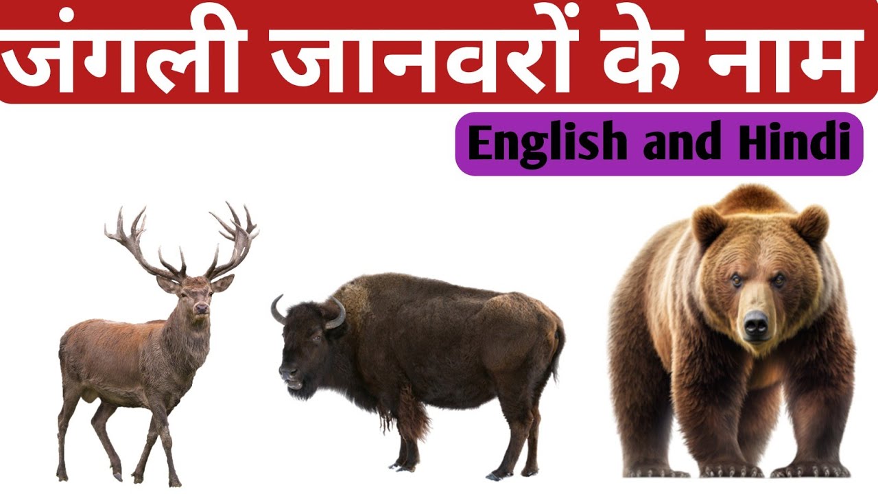 wild animals name for kids|Jangli janwar ke naam|Wild animals name in ...