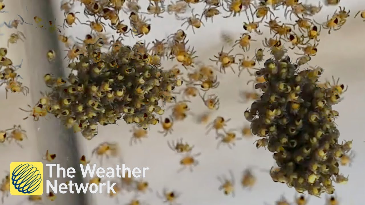 Destroying that spider clump may not be the best idea - YouTube