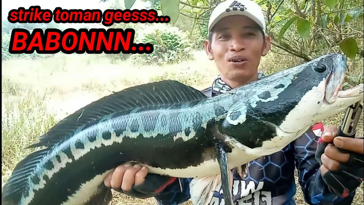 CASTING TOMAN || strike toman dan gabus bersama angler kecil gustian ...