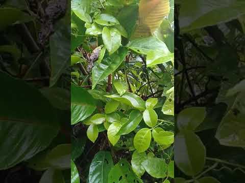 Daun bungkus biak papua